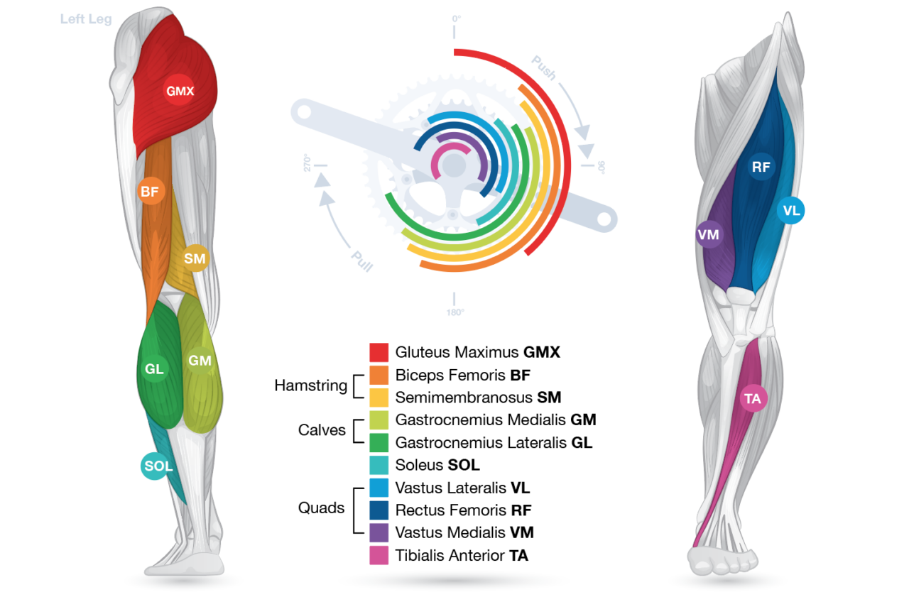 The Primary Muscles Used in Cycling and How to Train Them