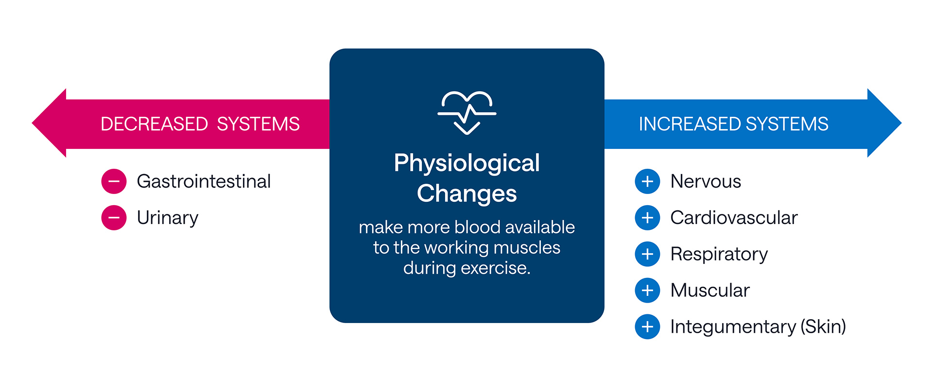 Optimizing Performance: Skeletal Muscle Science for Athletes